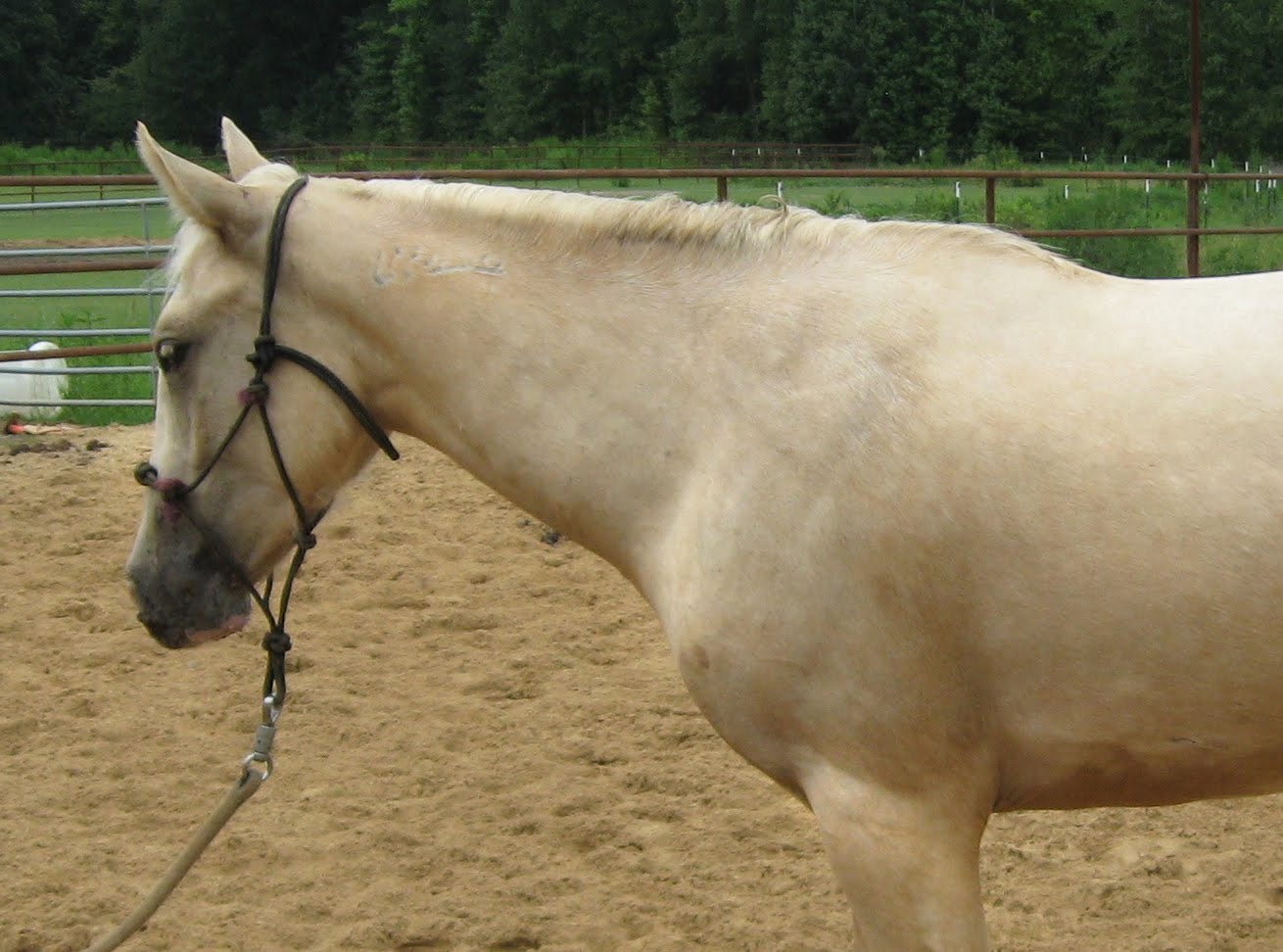 Walk of the Wild Horse: Freezemarks