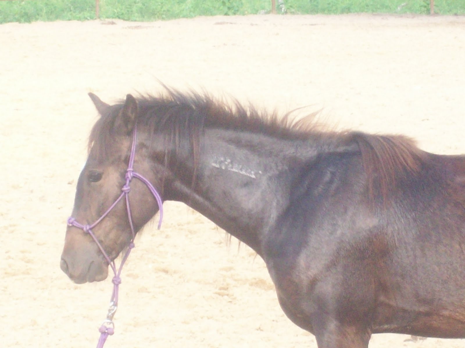 Walk of the Wild Horse: Freezemarks