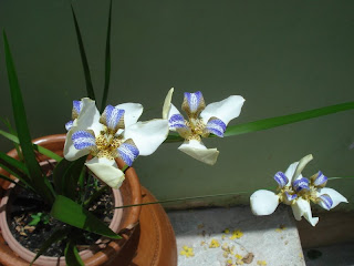 Neomarica Caerulea - Falsa Íris Azul