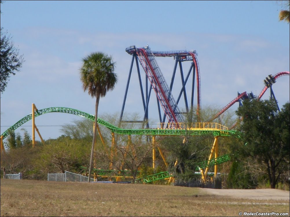 Through My Eyes: More Cheetah Hunt Vertical Activity and Gwazi Update