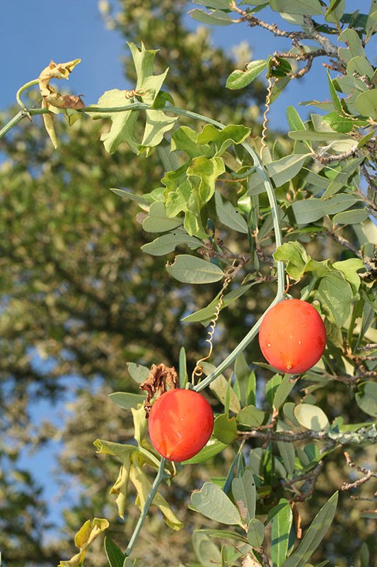 A Colorful Gourd - Mother Nature's Son