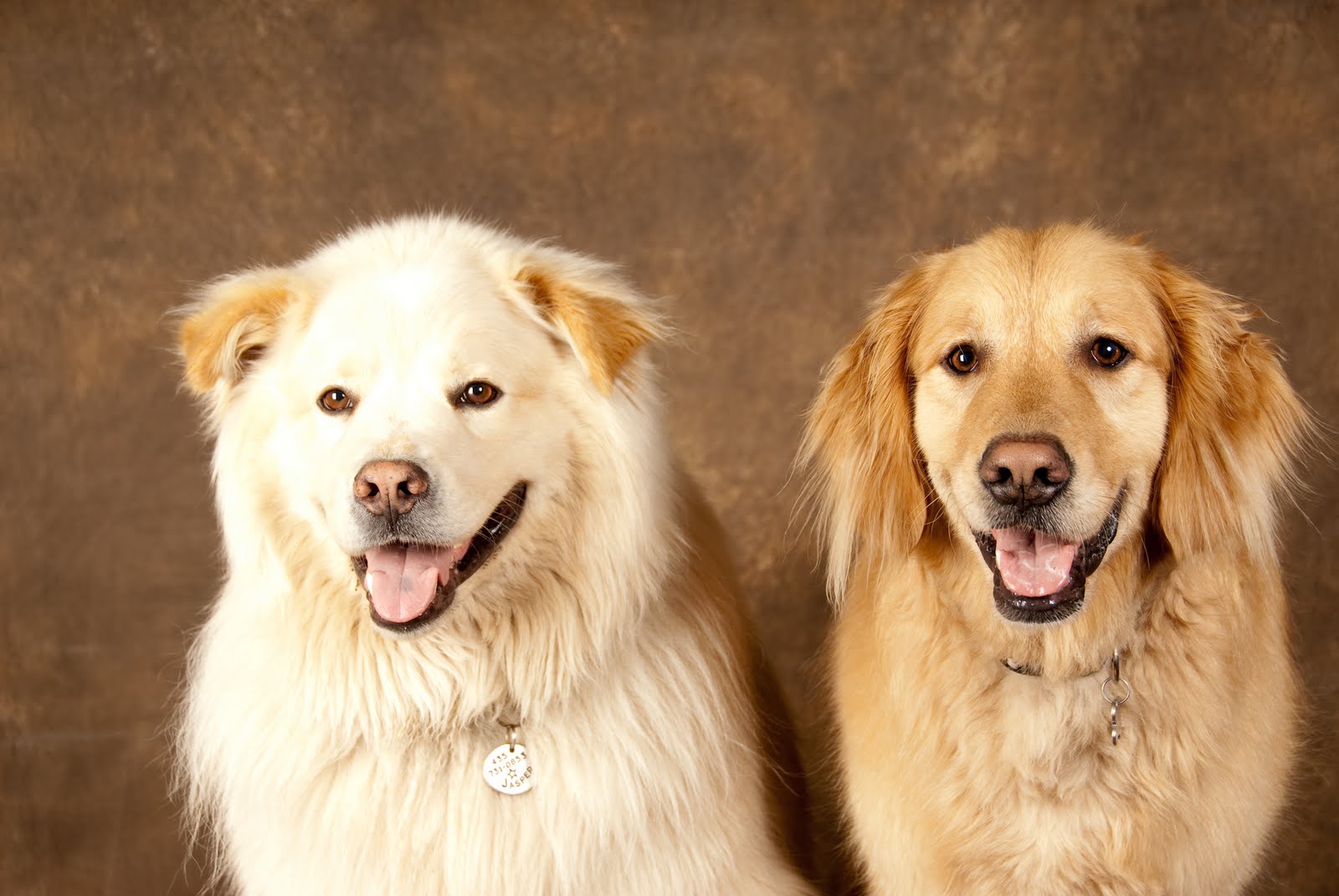 Jules Dog Blog: Jasper & Harry - Dogs of the Day