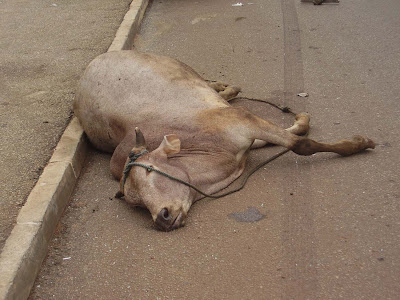 WELCOME TO KUMASI, THE GARDEN CITY OF AFRICA: Stray cow causes accident ...