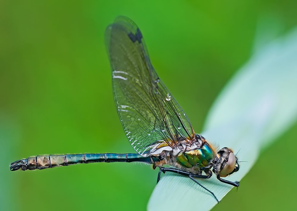 Bare naturfoto: Libeller og Vannymfer ved Farris