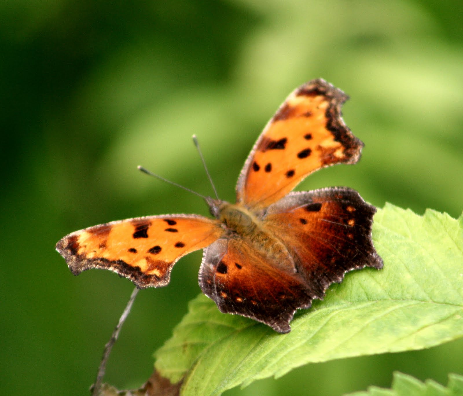 'Burg Birder: An Interesting Day--Some Rare Insects