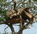 Our Tradition for New Generation (Hela Goviya) හෙළකම් රජකරවන සමාජයක් ...