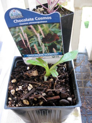 Houses Gardens People: The Chocolate Flower Farm