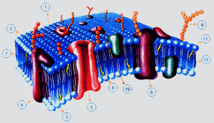 Agi kemeny: Modelo de Singer-Nicholson