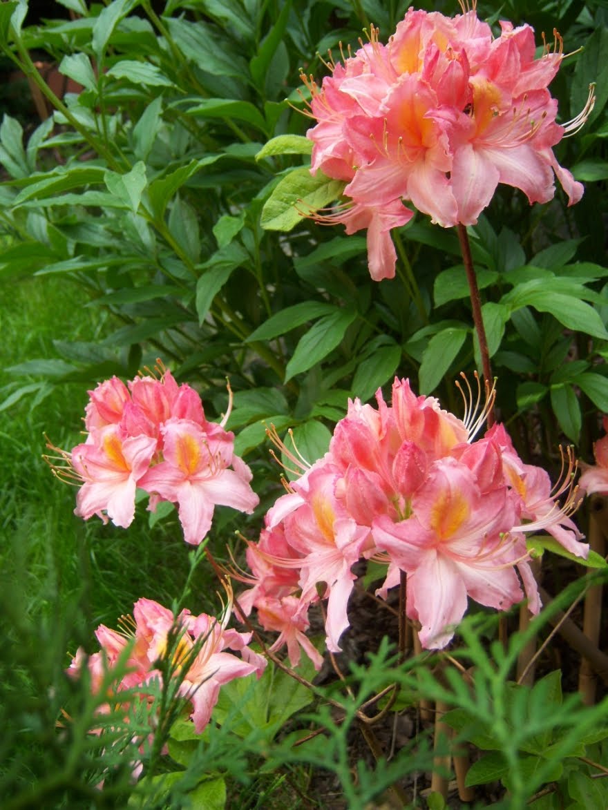 Virginia: AZALIE w moim ogródku