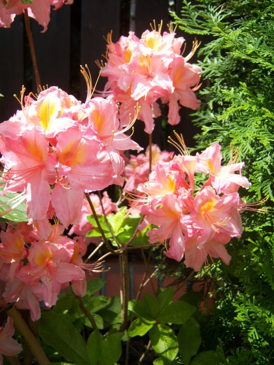 Virginia: AZALIE w moim ogródku