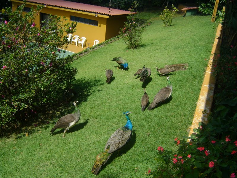 Sítio Recanto dos Pavões: Aluga-se o sítio para ocasiões especiais!