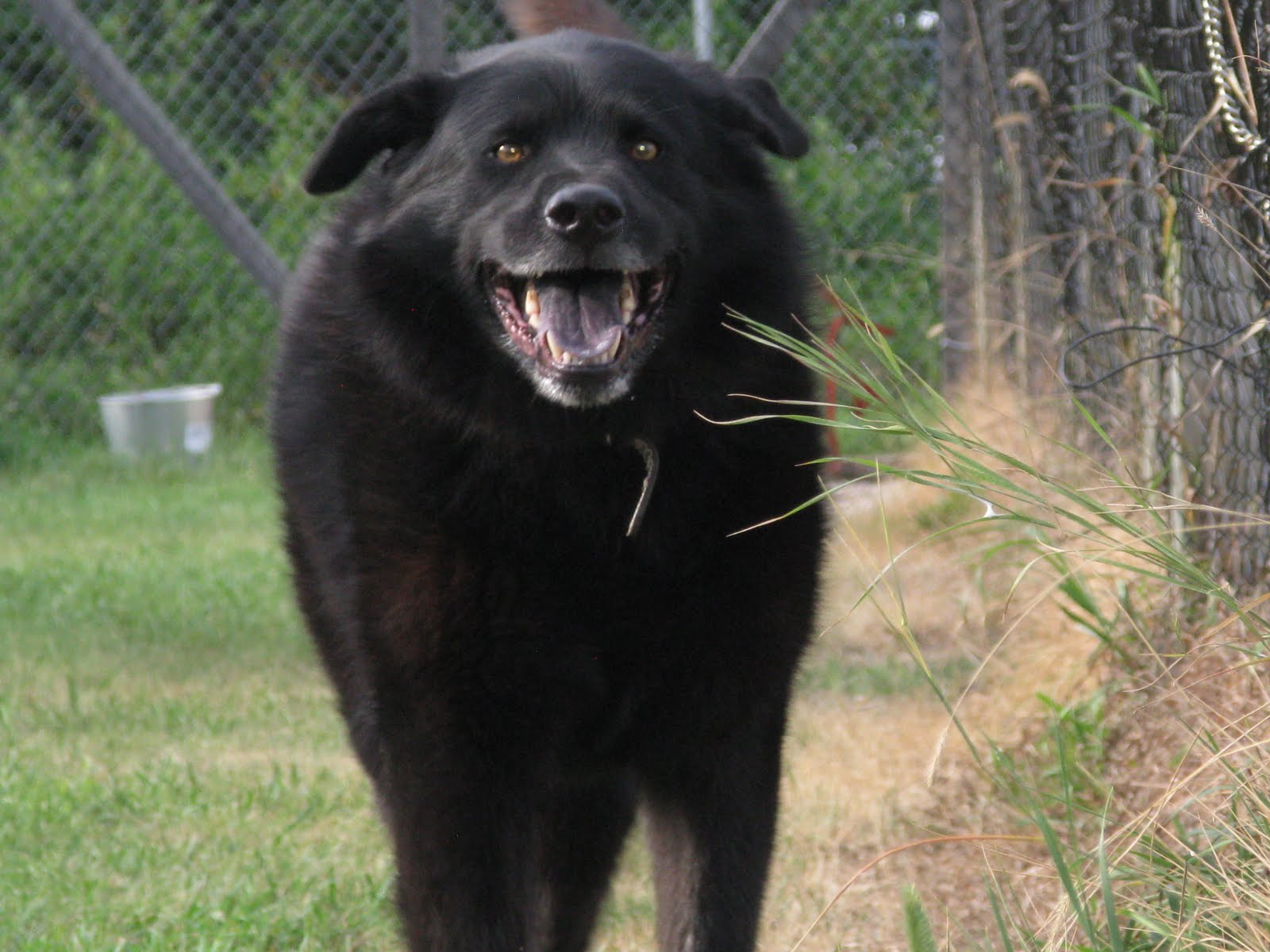 Healthy Happy Dog Blog: Puparazzi: Taking action photographs of your dog