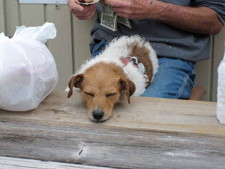 Arnie & Ronnie's Adventures