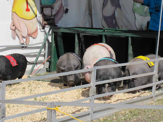 Arnie & Ronnie's Adventures