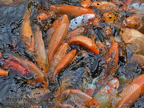 Chengdu Travel Guide - A blog for those interested in exploring Sichuan