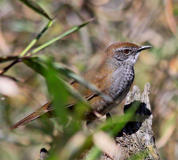 Wawu Shan, Sichuan - Birds and Red Pandas with Sid and Meggie Francis ...