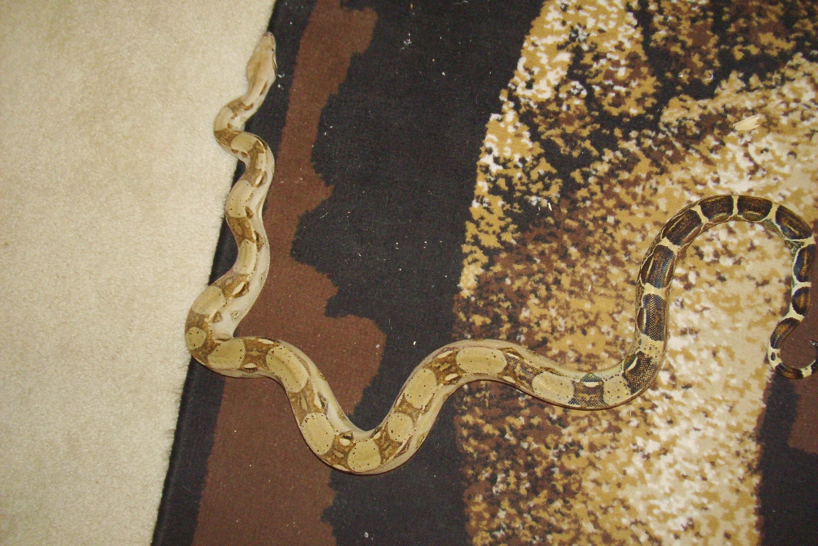 Southside VA Central NC Reptile Rescue: 2-3 foot Female Columbian? Red ...