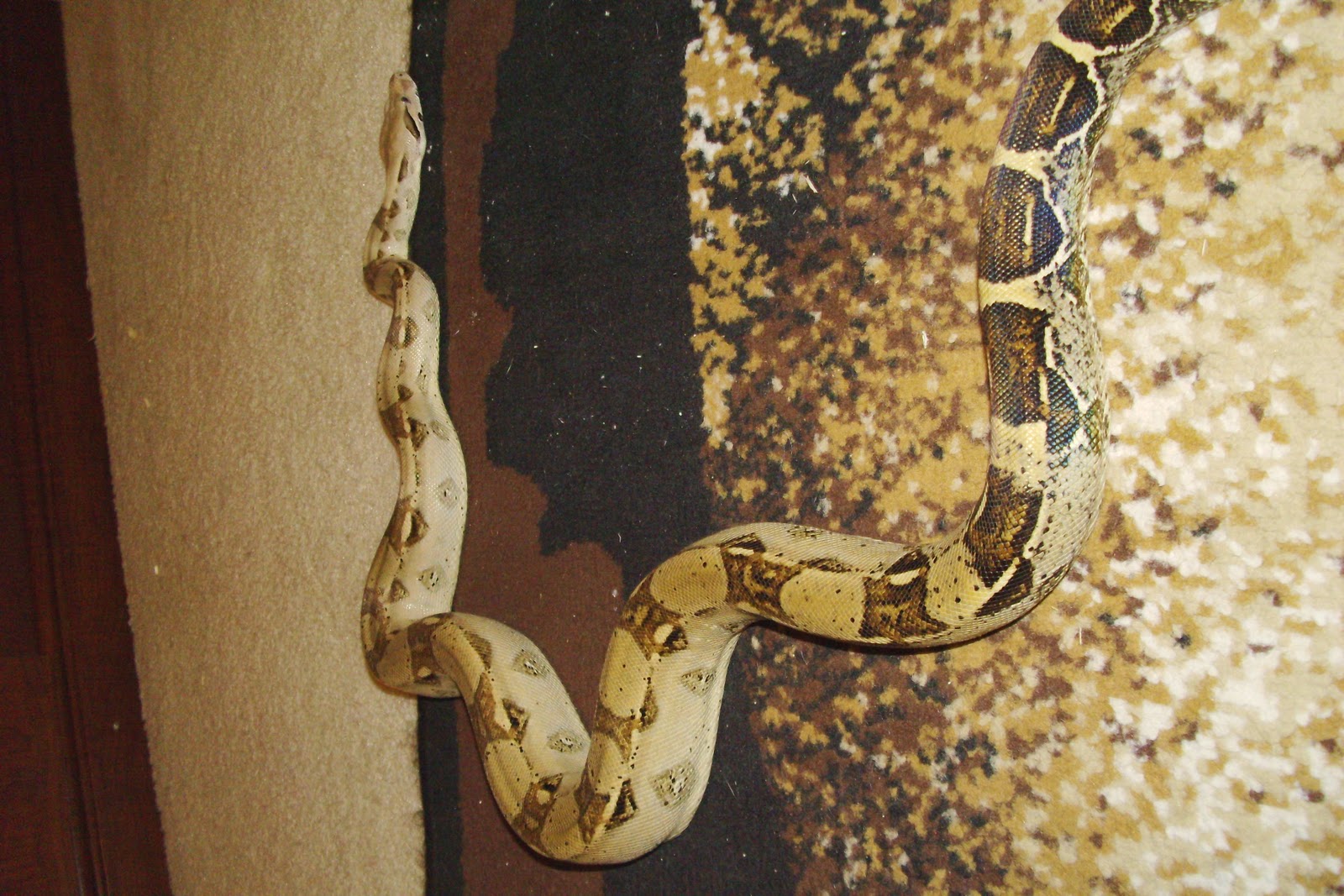 Southside VA Central NC Reptile Rescue: 2-3 foot Female Columbian? Red ...