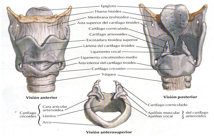 La Voz: Esqueleto Laringeo
