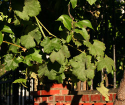 Parra : Plantas Flores y Jardin