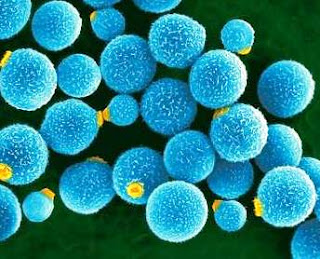 herenciageneticayenfermedad: Descubierto un mecanismo de supervivencia ...