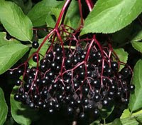 HOME AT BEULAH LAND: It's Elderberry Time