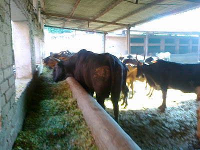 Shri Krishna Gaushala: OLD GAUSHALA PICTURES ...