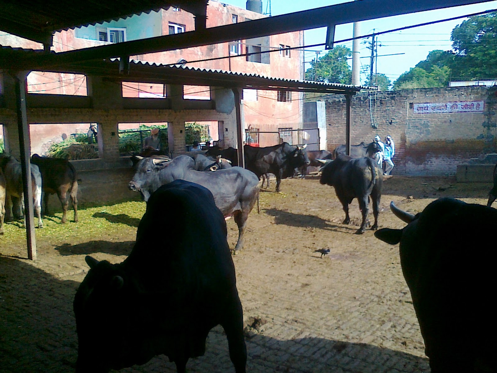 Shri Krishna Gaushala: OLD GAUSHALA PICTURES ...