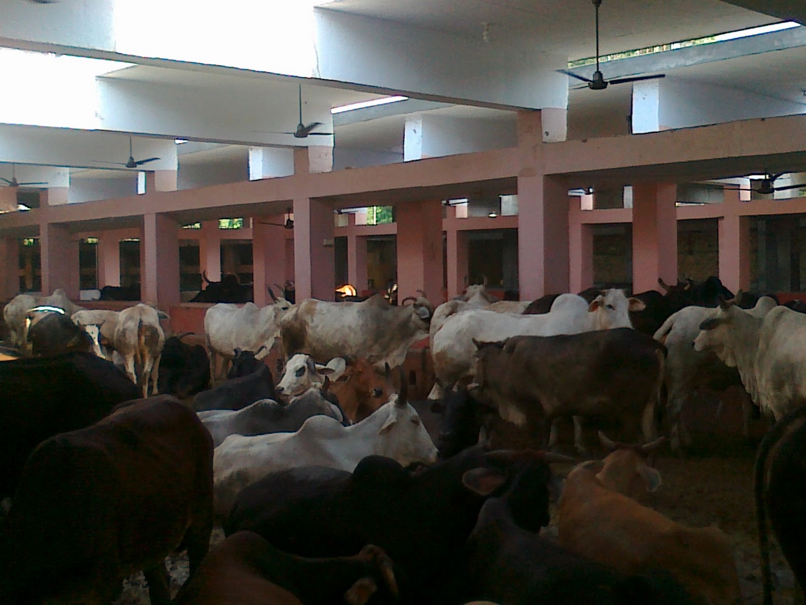 Shri Krishna Gaushala: OLD GAUSHALA PICTURES ...