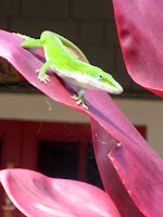 Geckos in Hawaii...The Mo'o | Ho'okipa Aikane on Maui Hawaii