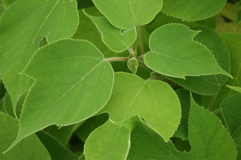 Hojas de la planta; Hojas de Planta