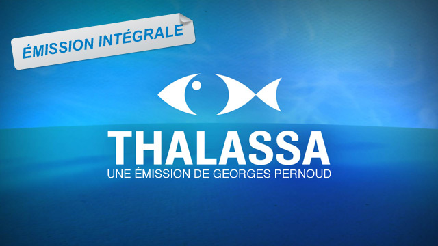 Fichier:Thalassa 2007 logo.png — Wikipédia