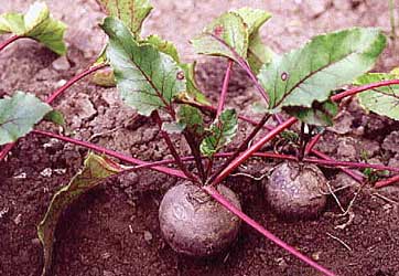 LA BETERRAGA: LA RICA BETERRAGA