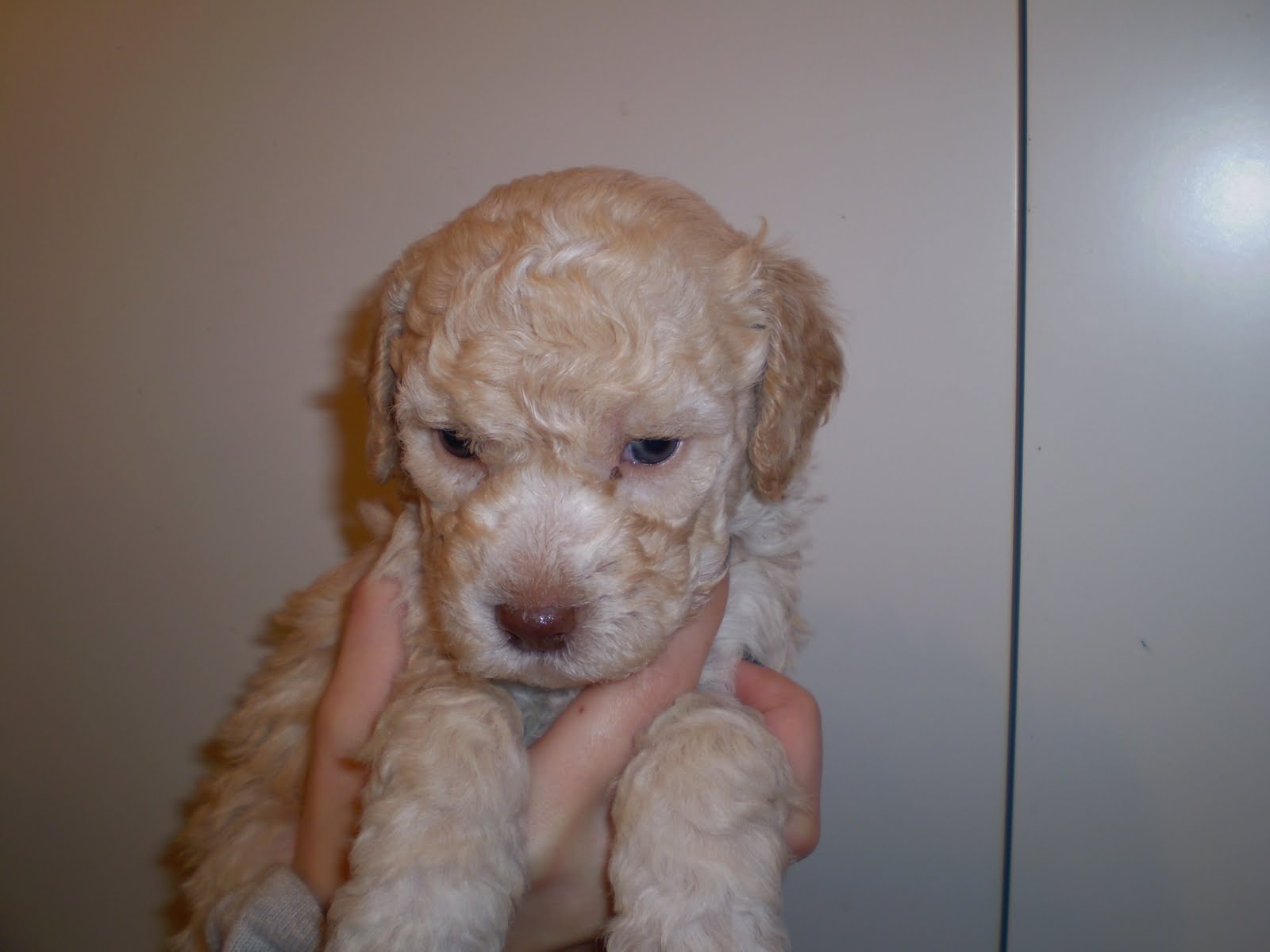 Graceline's Golden Retriever & Lagotto Romagnolo: oktober 2010