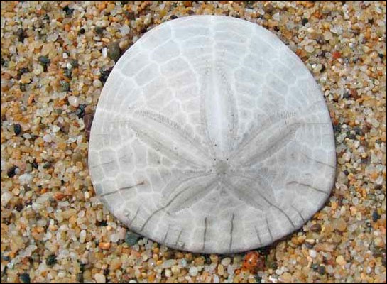 Kids' Eyes On Puget Sound: The Wonderful Sand Dollar