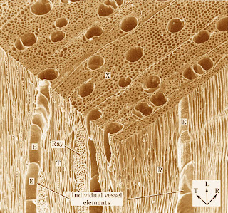 Macrostructure Materials: Wood
