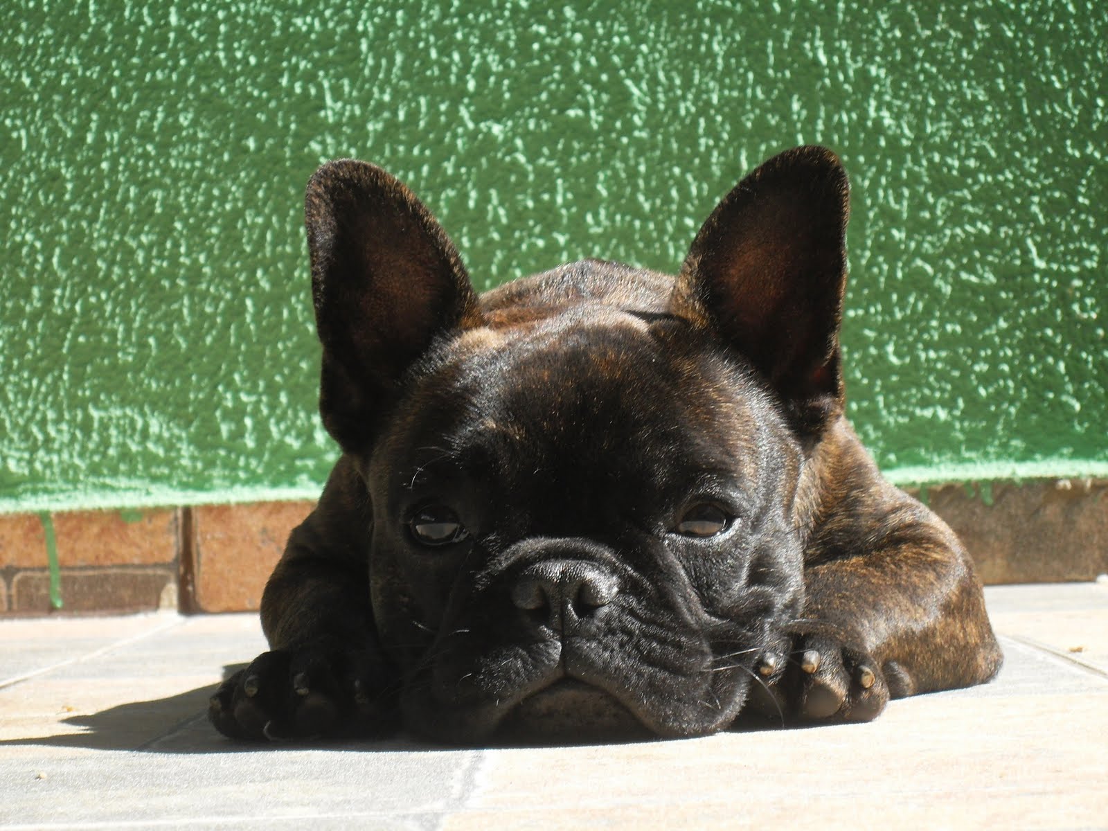 Educão: NOSSO AMIGO CÃO "BULDOGUE FRANCÊS"