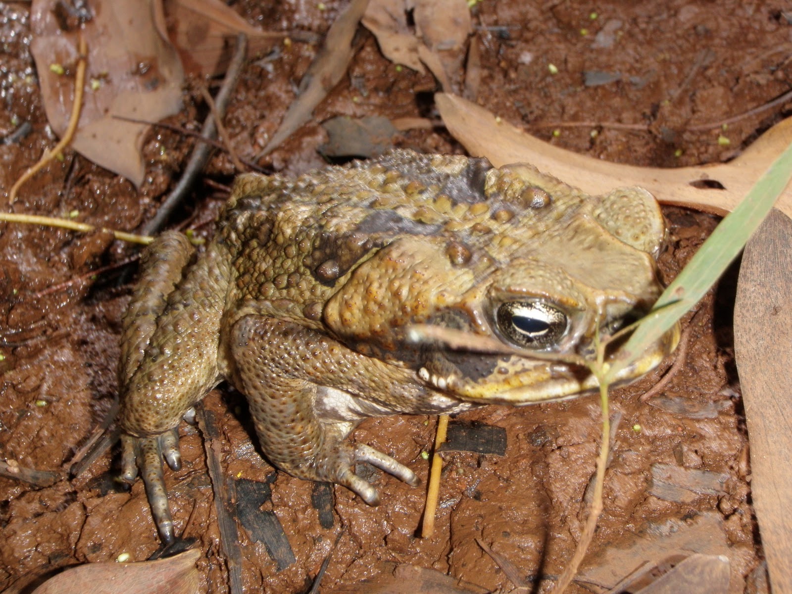 Adventures in Guam: Weird Frog Calls at Tarzan Falls