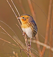 David McDonald Photography: Bulletin #97 – Attwater PC NWR - Sparrows ...