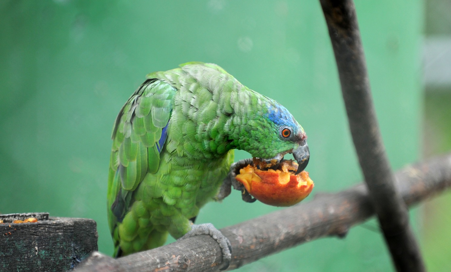 Reverência amazônica! Conheça o explendor das aves do Amazonas.