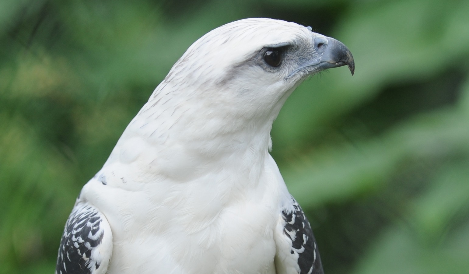 Reverência amazônica! Conheça o explendor das aves do Amazonas.