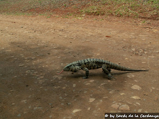 Isards de la Cerdanya: De Puerto Iguazú a Medoza