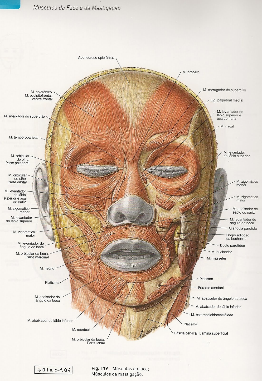 Corpo Adiposo Da Bochecha - RETOEDU