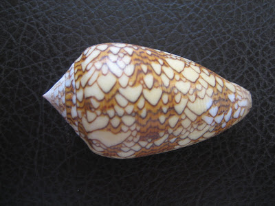 His Wonders In The Deep: Cloth-of-Gold Cone Shell