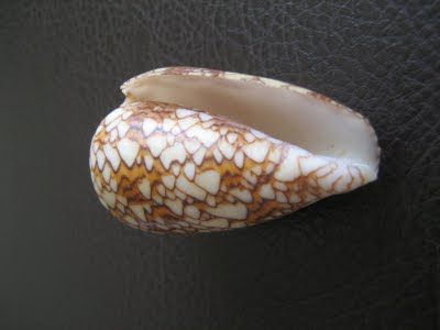 His Wonders In The Deep: Cloth-of-Gold Cone Shell