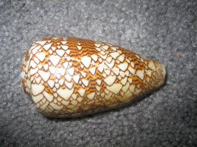 His Wonders In The Deep: Cloth-of-Gold Cone Shell