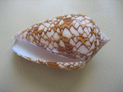 His Wonders In The Deep: Cloth-of-Gold Cone Shell