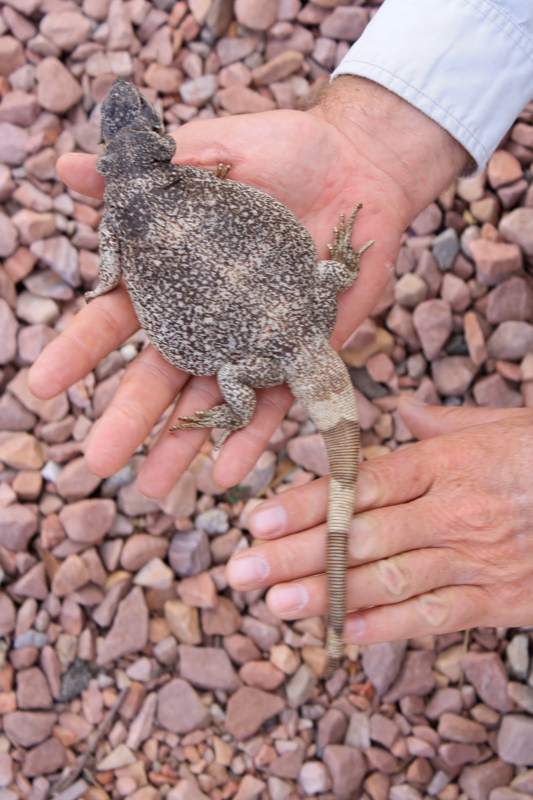 Mojave Brad: The Amazing Chuckwalla!