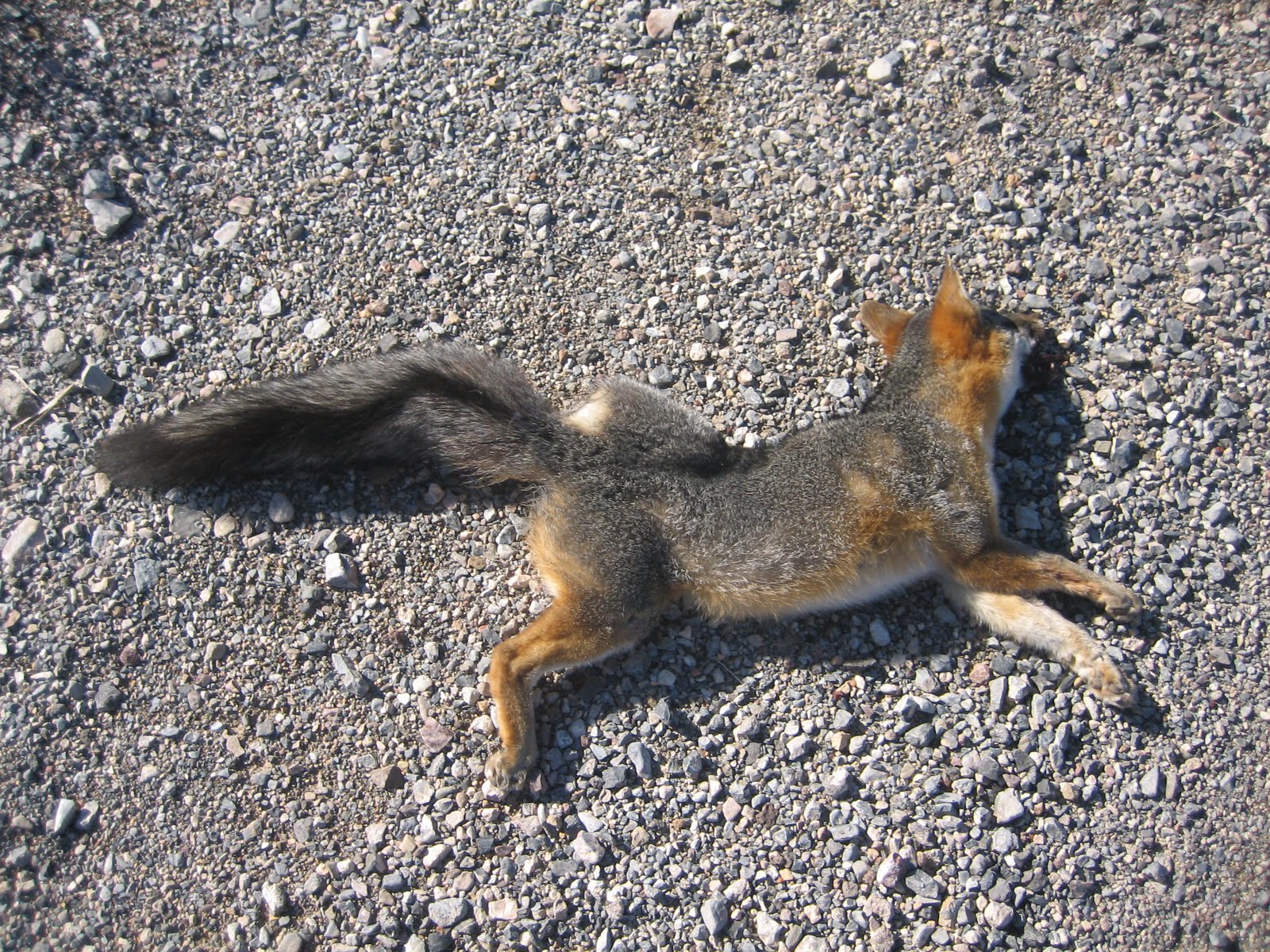 Mojave Brad: Gray Fox encounter near Death Valley NP