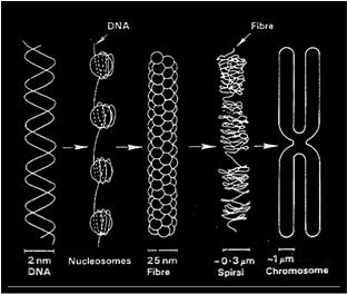 Pintar Biologi itu Mudah: Struktur dan Macam Kromosom